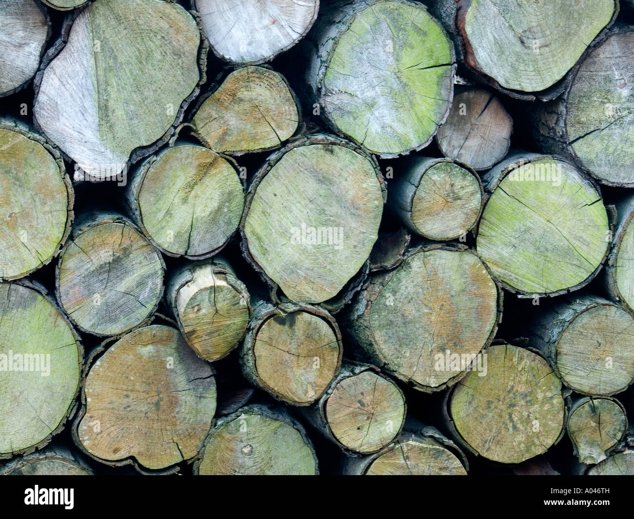 Timberwood hi-res stock photography and images - Alamy