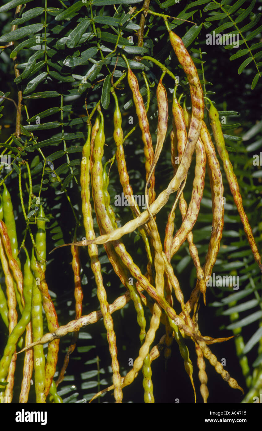 Prosopis Juliflora Fruit