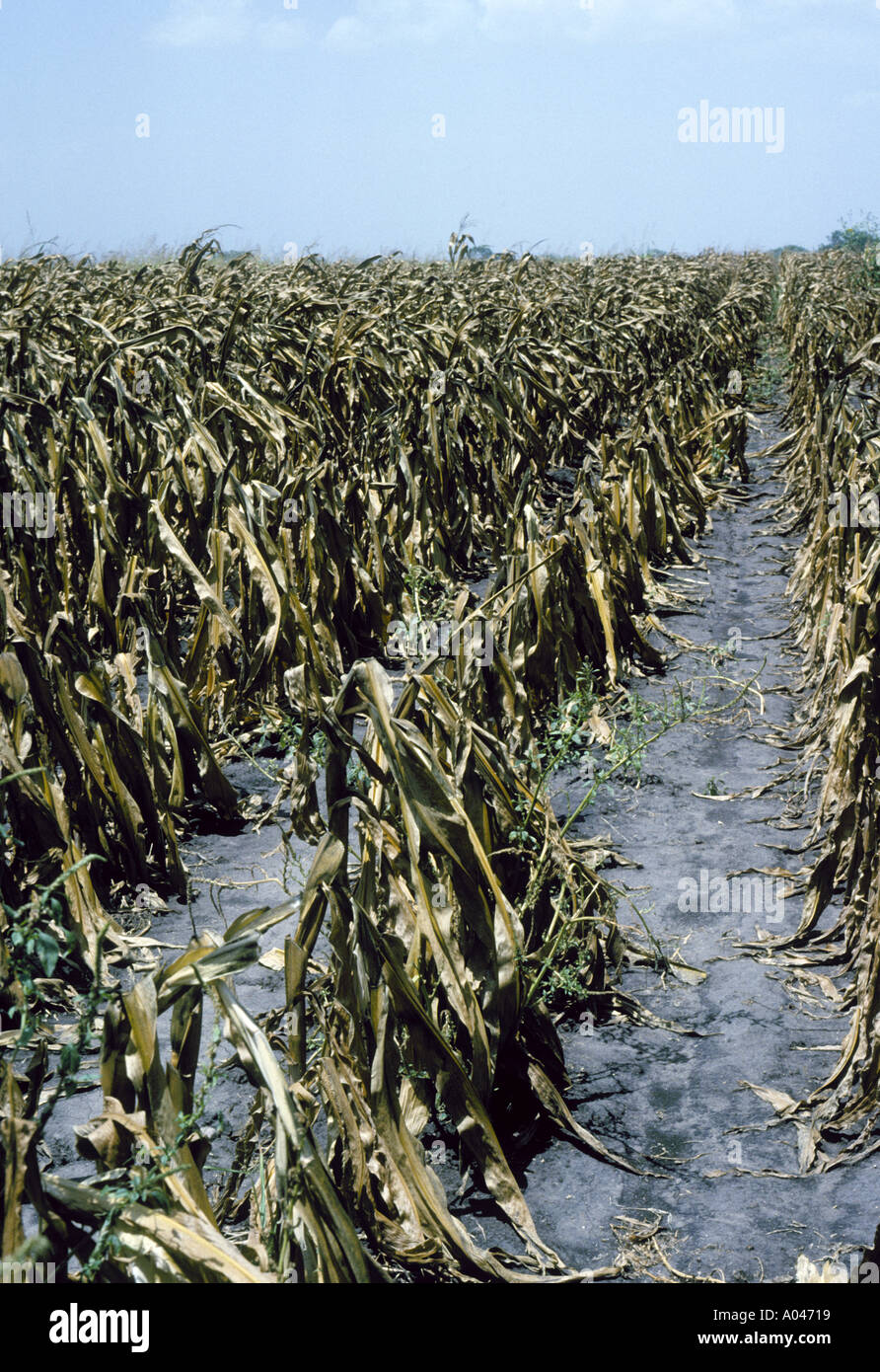 Crops Drought Stock Photos & Crops Drought Stock Images - Alamy