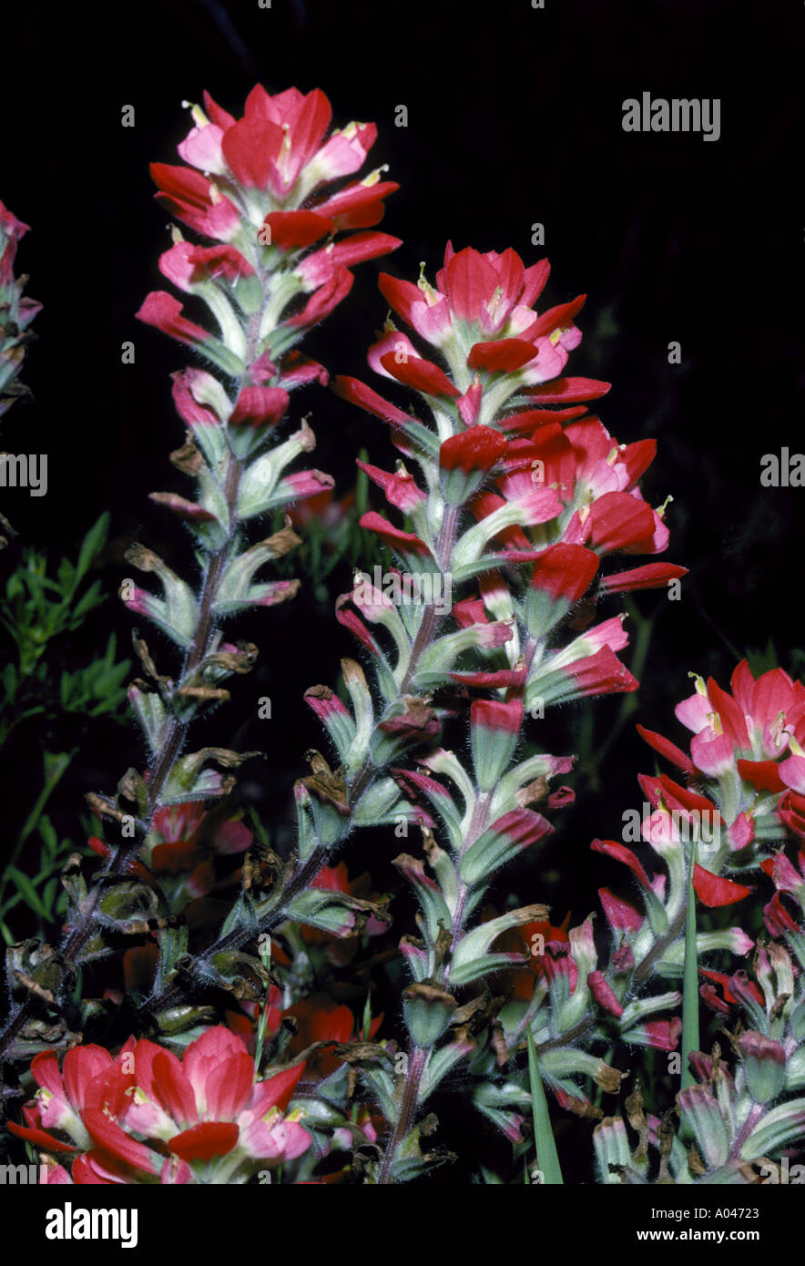 Scarlet Paintbrush Indian Paintbrush Castilleja indivisa photographed ...