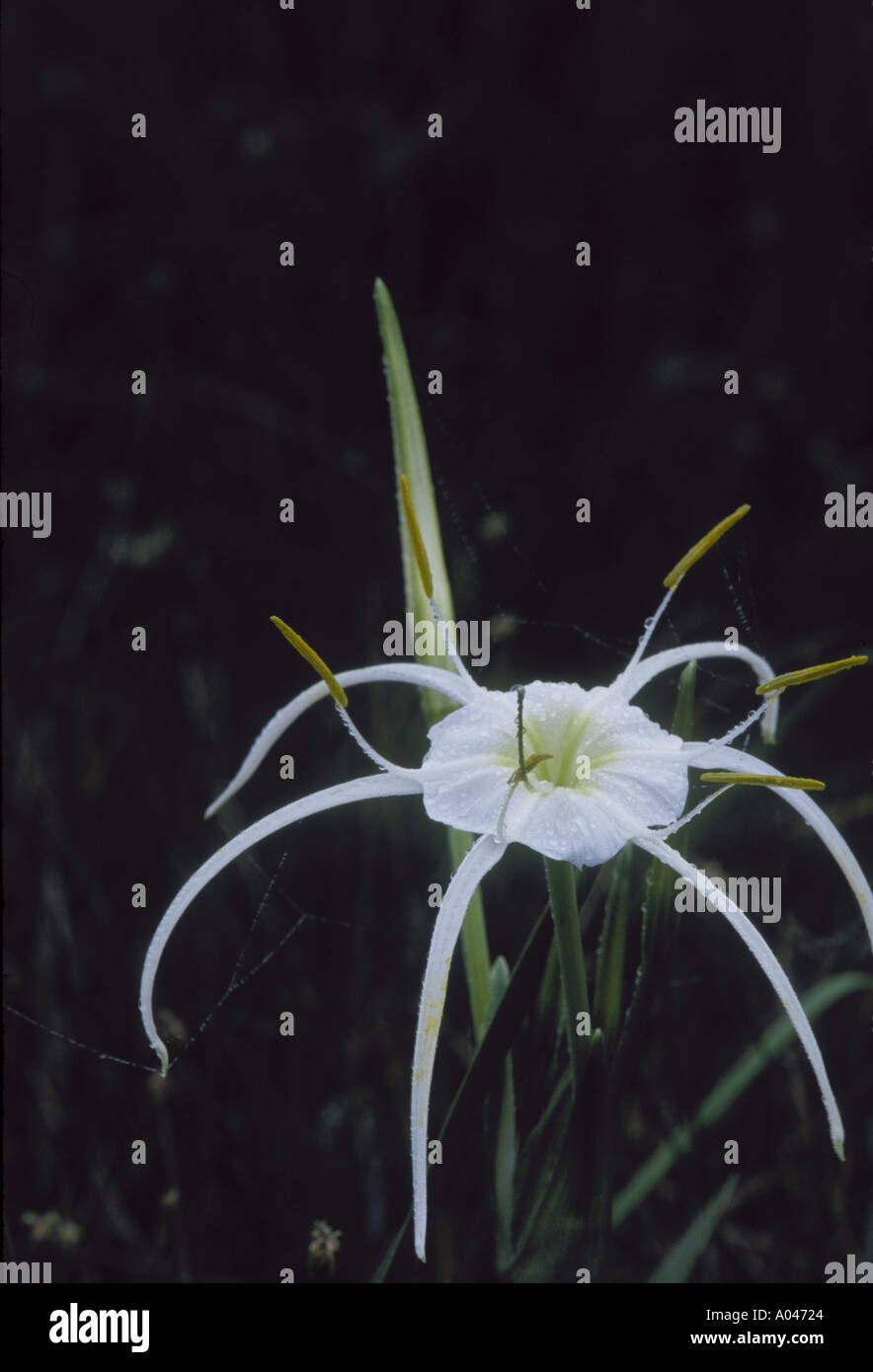 Texas spider lily hi-res stock photography and images - Alamy