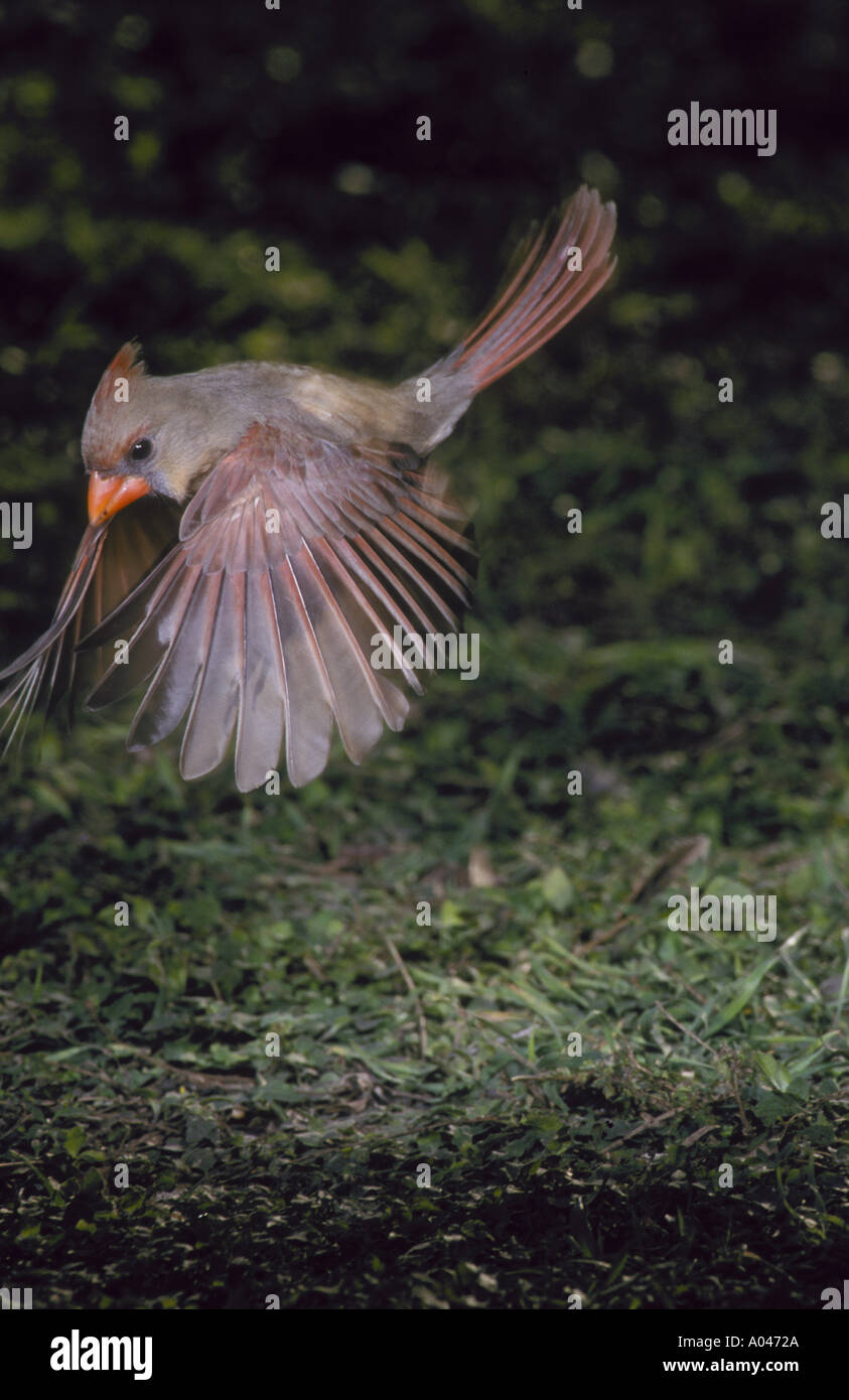Northern cardinal cardinalis flying hi-res stock photography and images ...