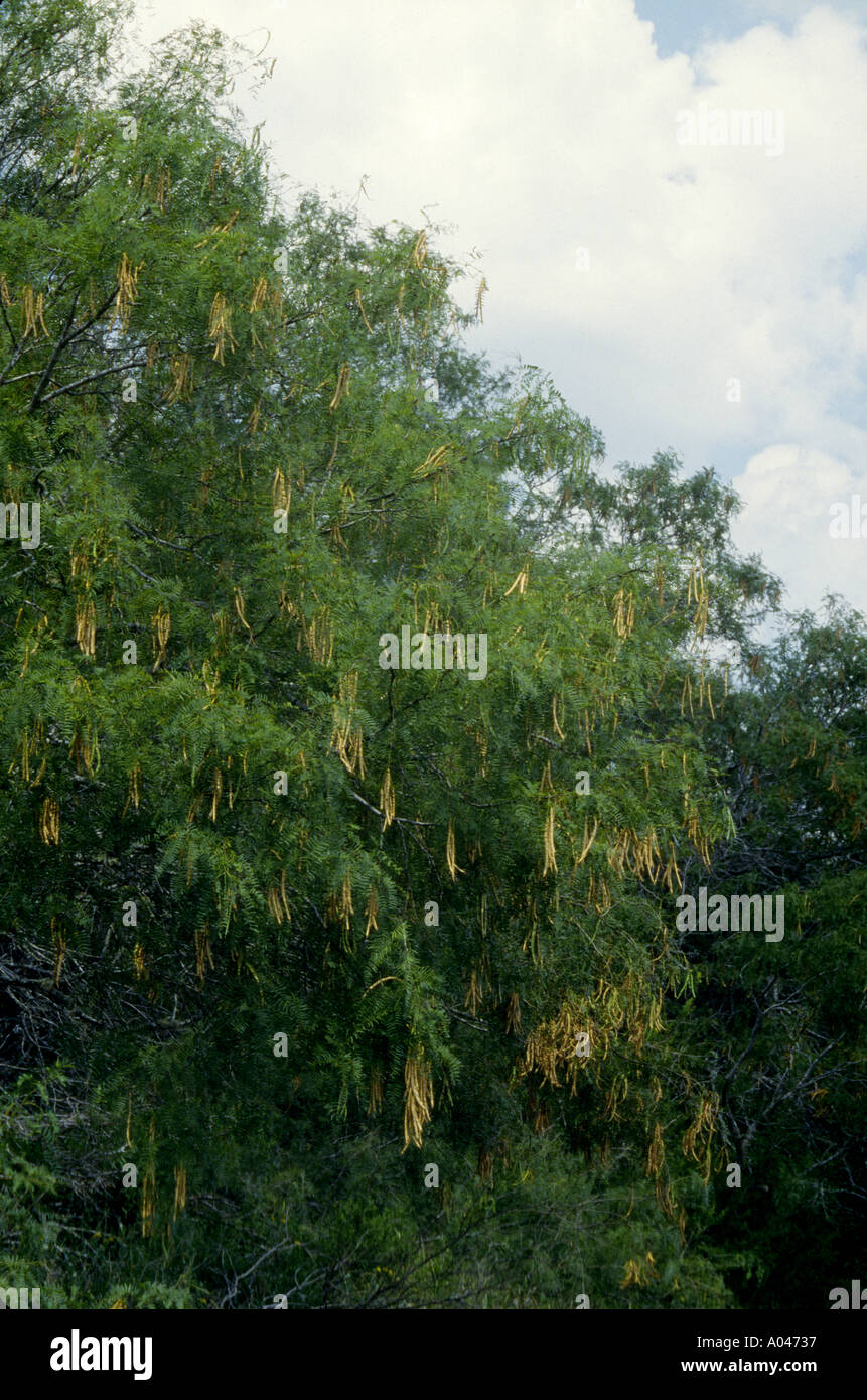 Honey Mesquite Tree with beans Bee County Texas Stock Photo - Alamy