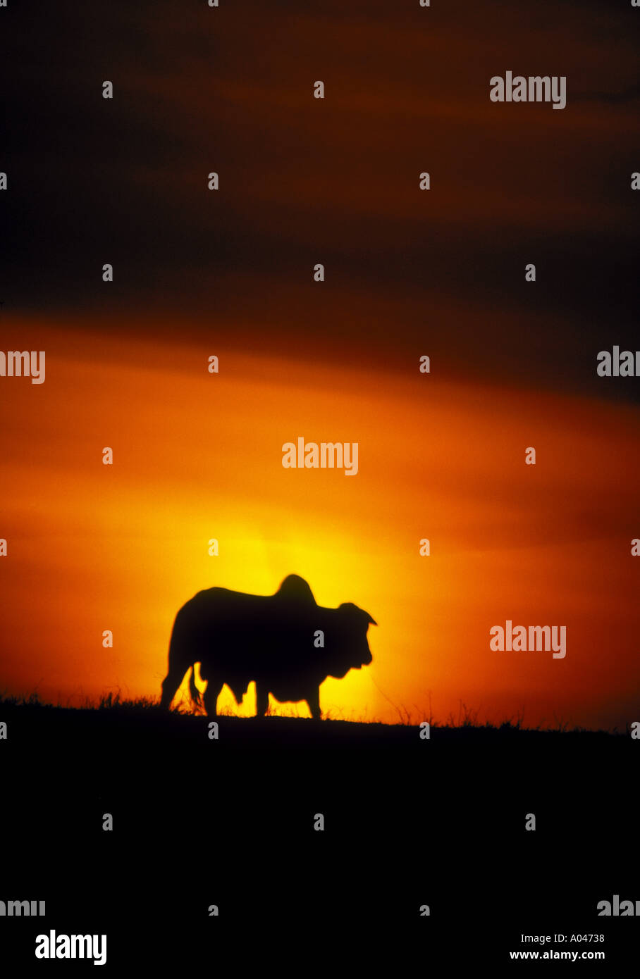 Brahman bull hi-res stock photography and images - Alamy