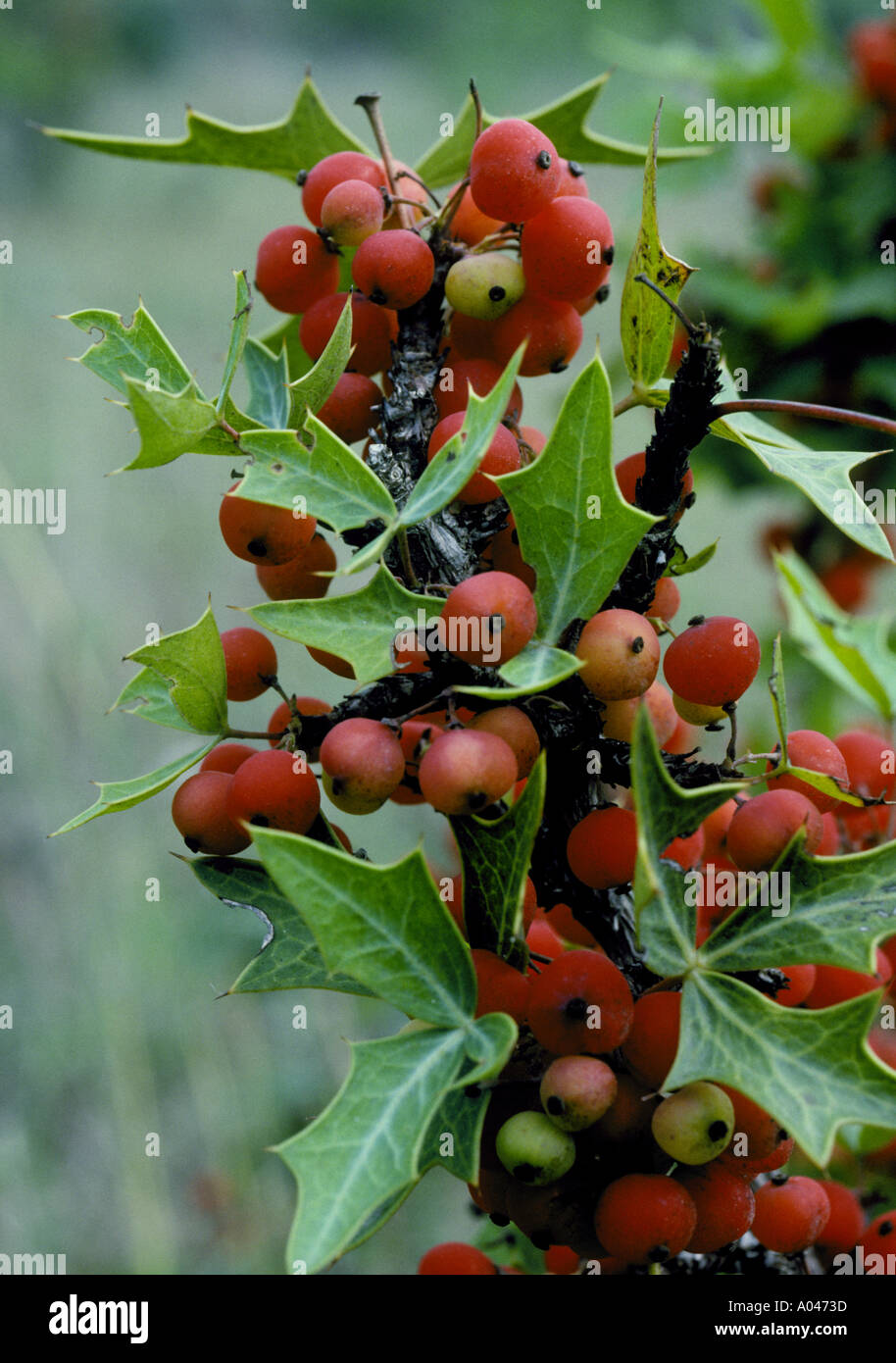 Agarita hi-res stock photography and images - Alamy