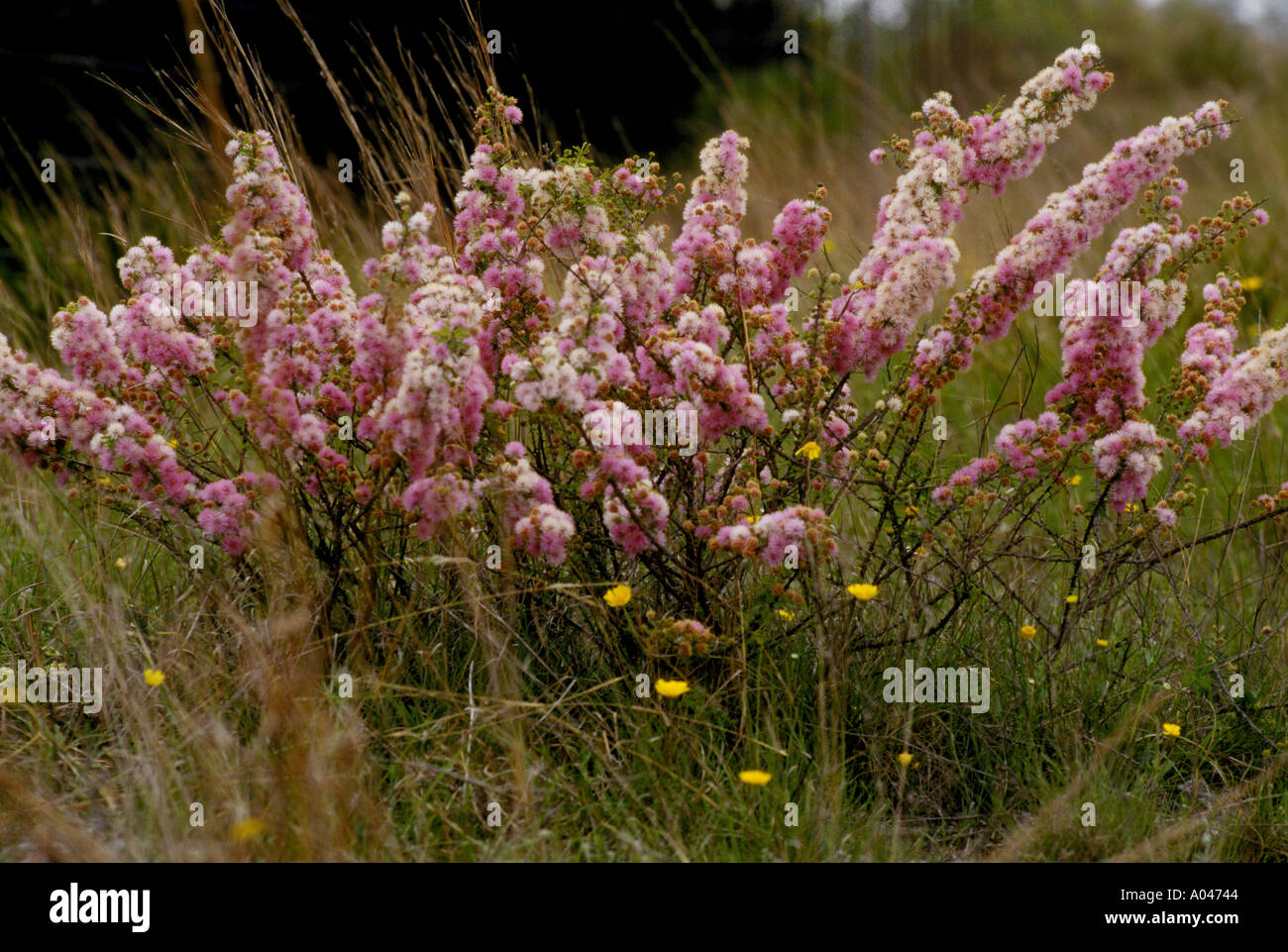 Fragrant Mimosa Mimosa borealis photographed in Kerr County Texas Stock ...