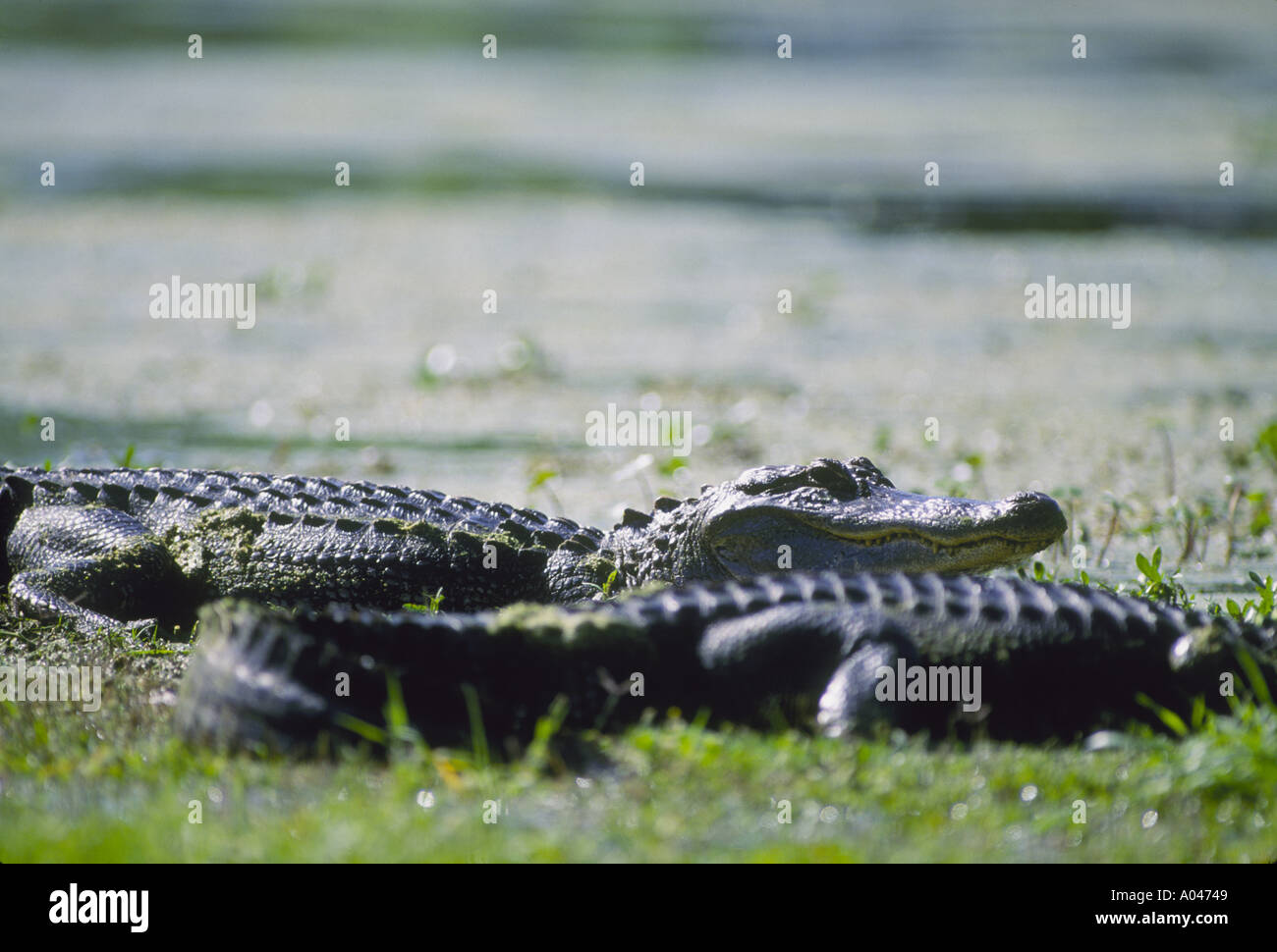 Alligators at Brazos Bend State Park 30 miles south of Houston Texas ...