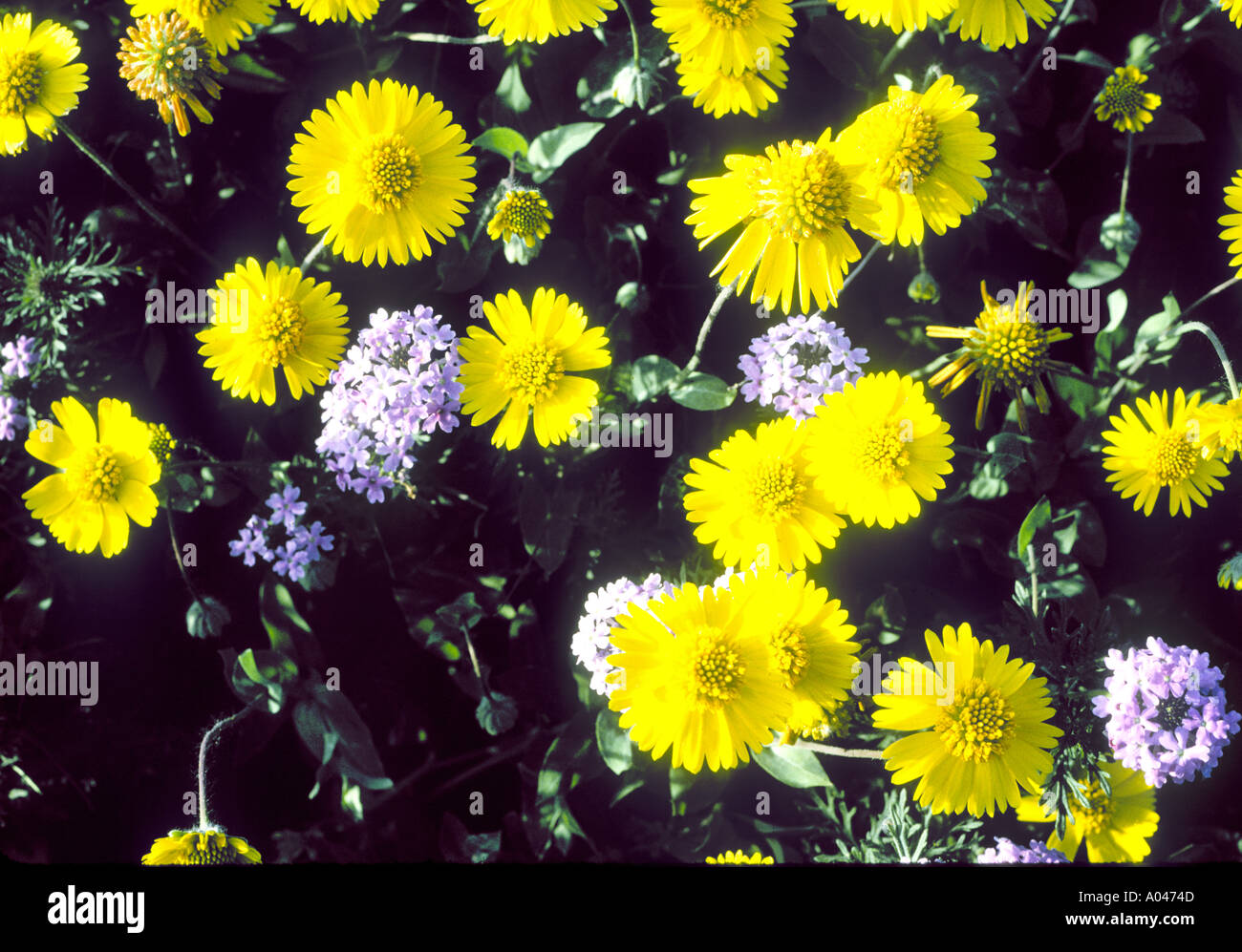 Amblyolepis setigera hi-res stock photography and images - Alamy