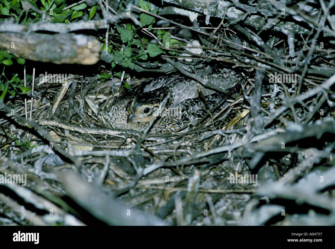 Northern Bobwhite Quail Stock Photos & Northern Bobwhite Quail Stock ...