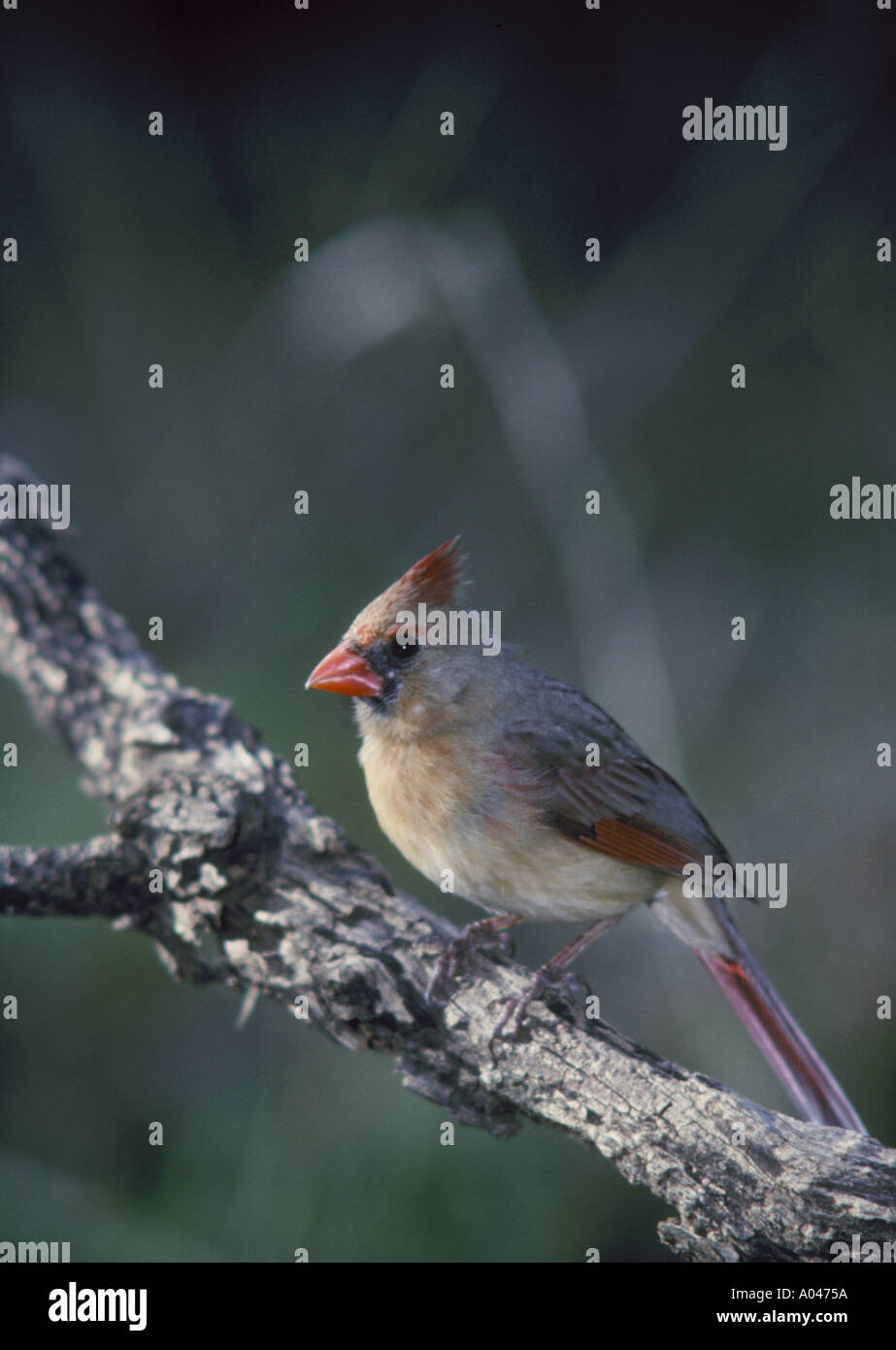 Female Northern Cardinal Cardinalis cardinalis photographed in McMullin ...