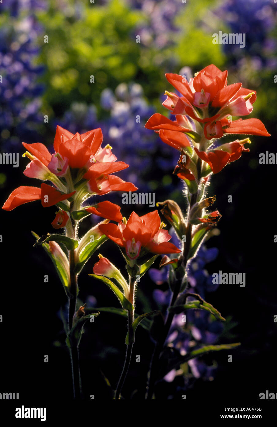 Scarlet Paintbrush Indian Paintbrush Castilleja indivisa photographed ...