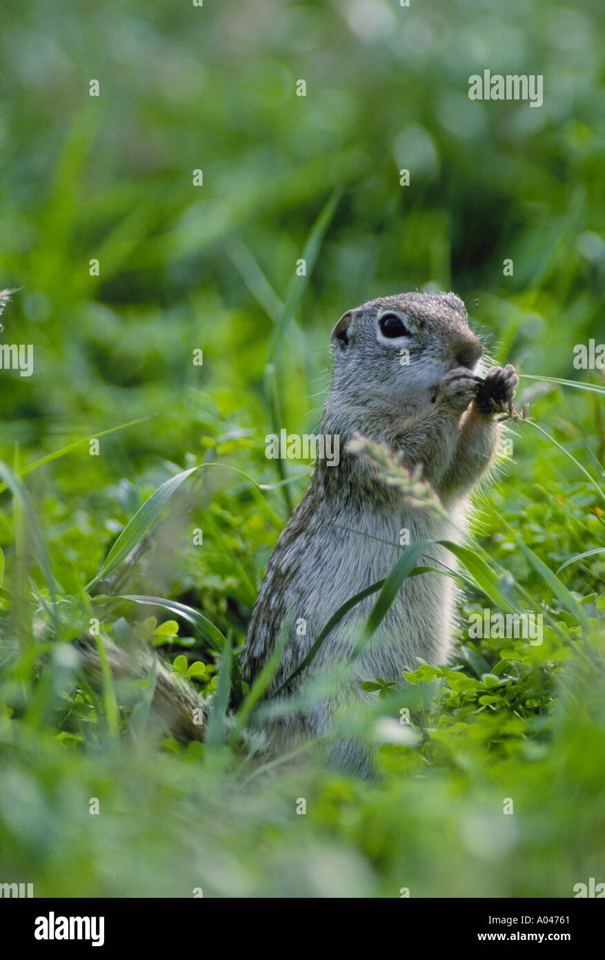 Ground Squirrel Genus Spermophilus Stock Photo - Alamy