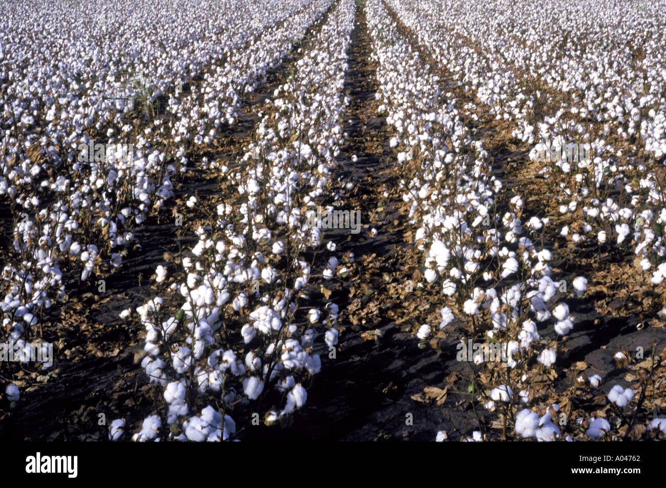 Texas cotton field ready to harvest Stock Photo - Alamy