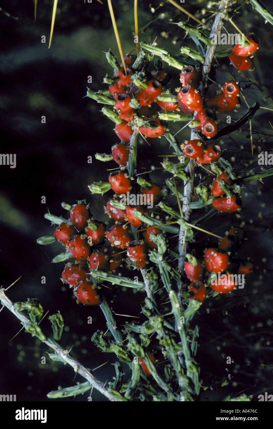 Tasajillo cactus hi-res stock photography and images - Alamy