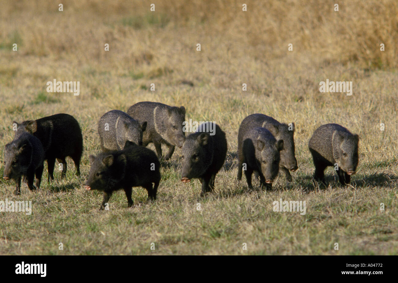 Javelina Peccary Javelinas run in packs have poor eyesight Stock Photo ...