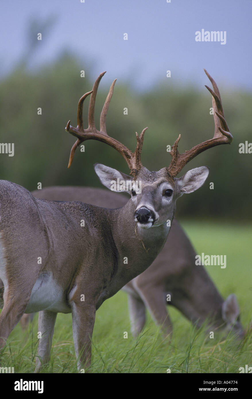 Beautiful Whitetail buck in South Texas State Park Stock Photo - Alamy