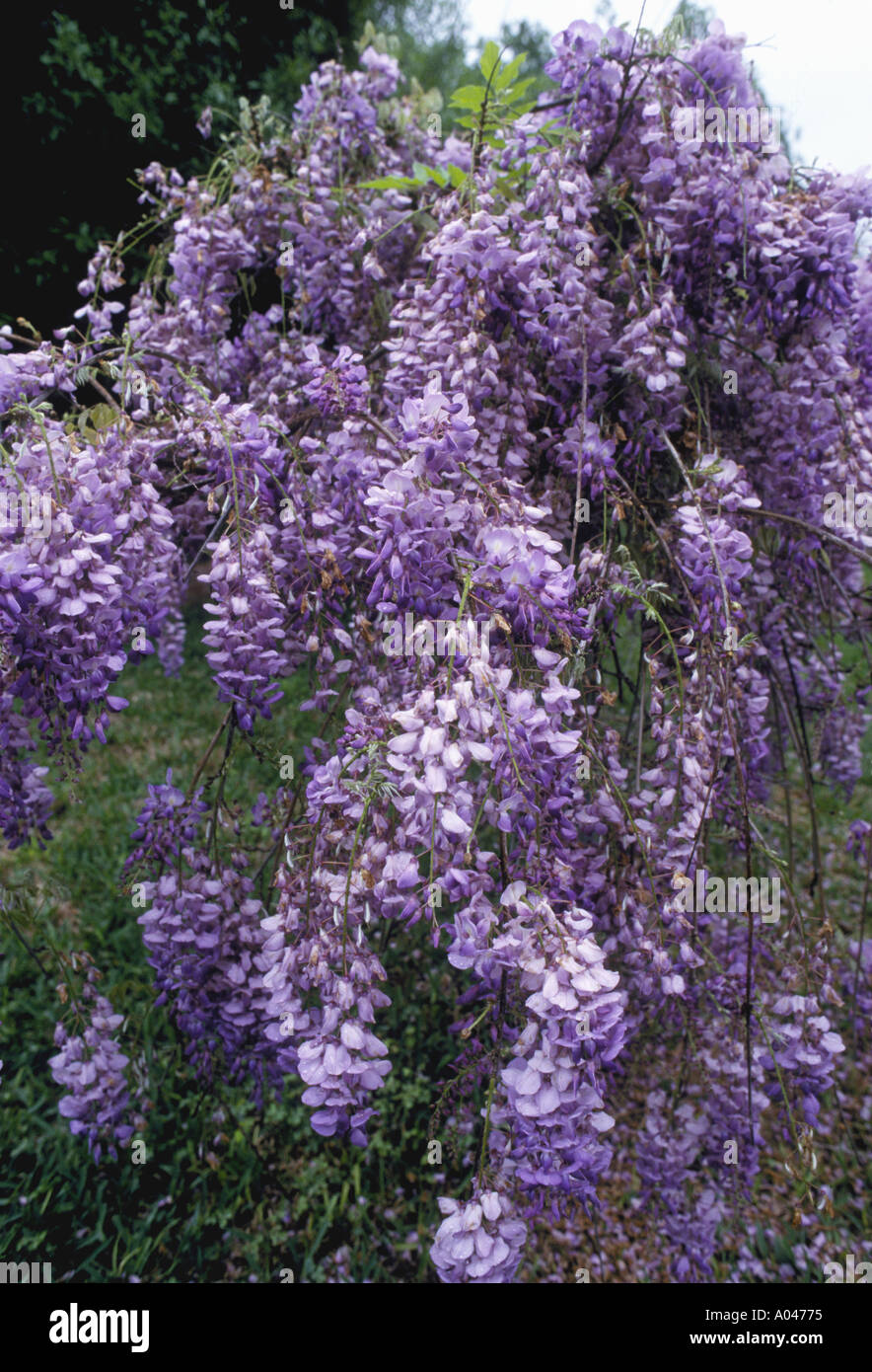 Wisteria macrostachya hi-res stock photography and images - Alamy