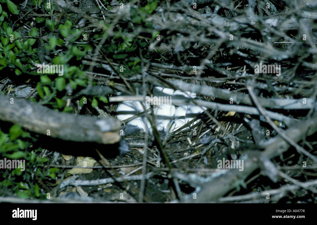 Northern Bobwhite Quail nest Colinus virginianus game birds Stock Photo ...