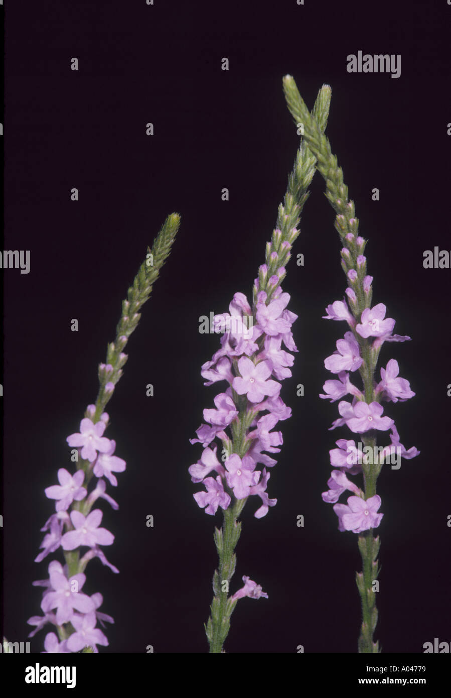 Texas Vervain Verbena halei part of the Vebena family photographed in ...