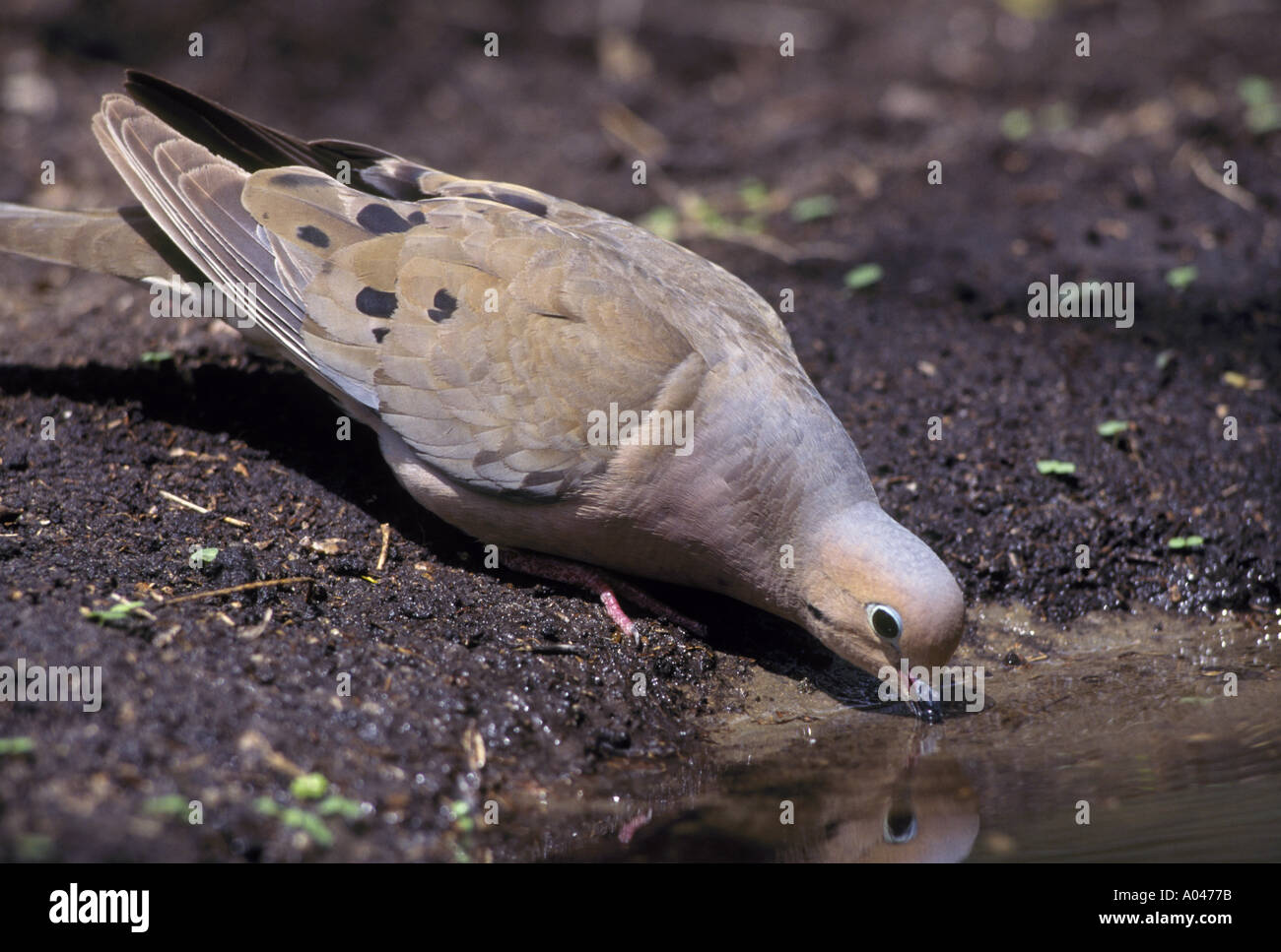 Mourning dove in the wild hi-res stock photography and images - Alamy