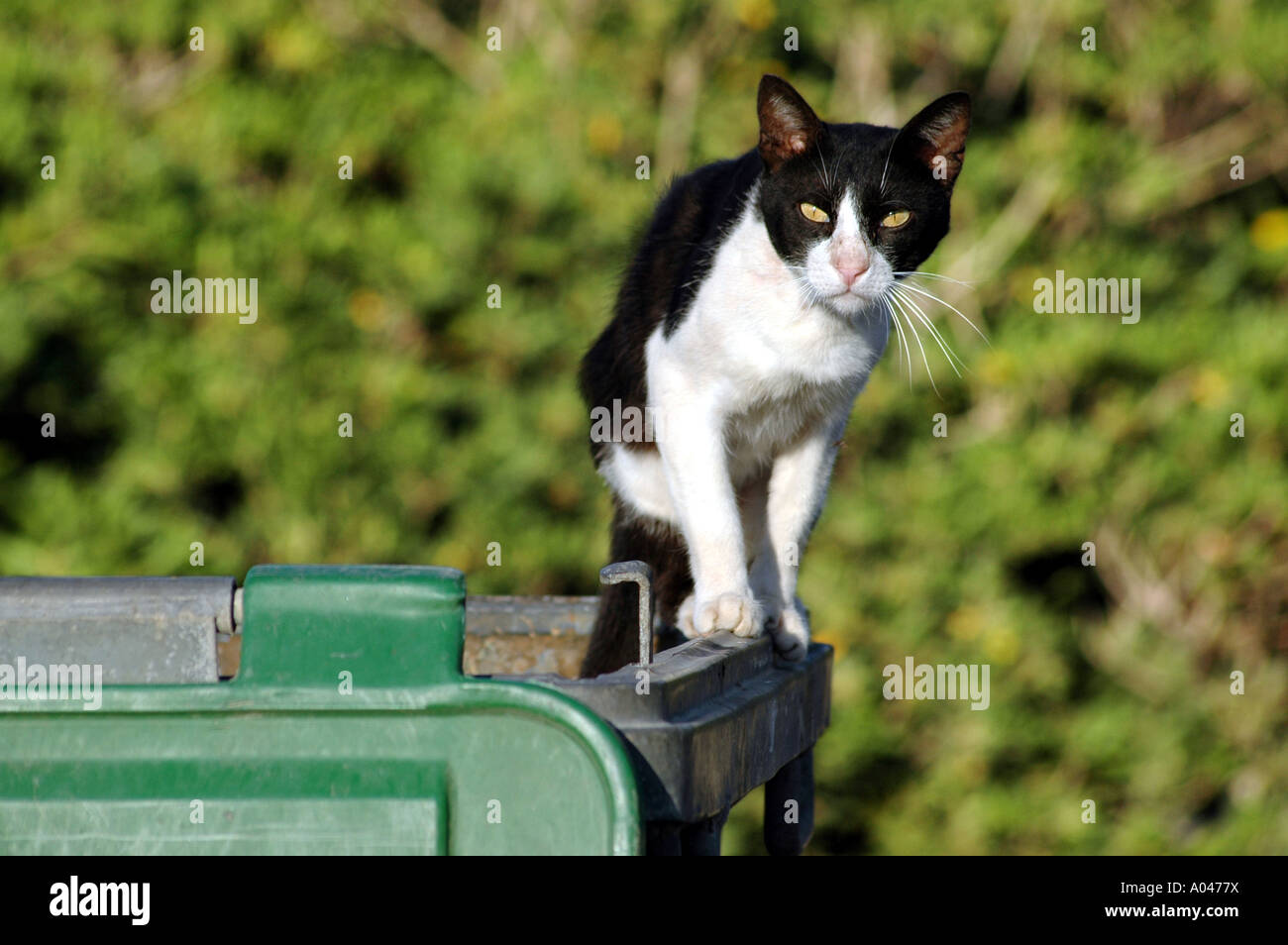 Wild cat in Crete, Greece Stock Photo - Alamy