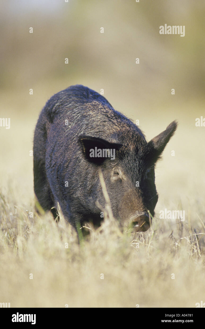Feral Hog McMullin county Texas USA These animals are extremely ...