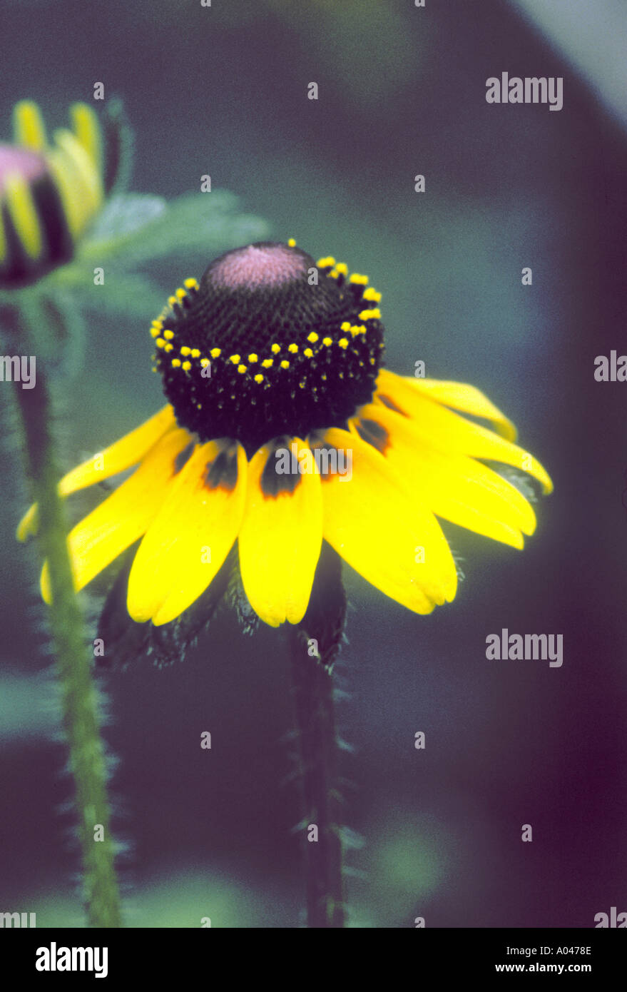 Clasping leaf coneflower hi-res stock photography and images - Alamy