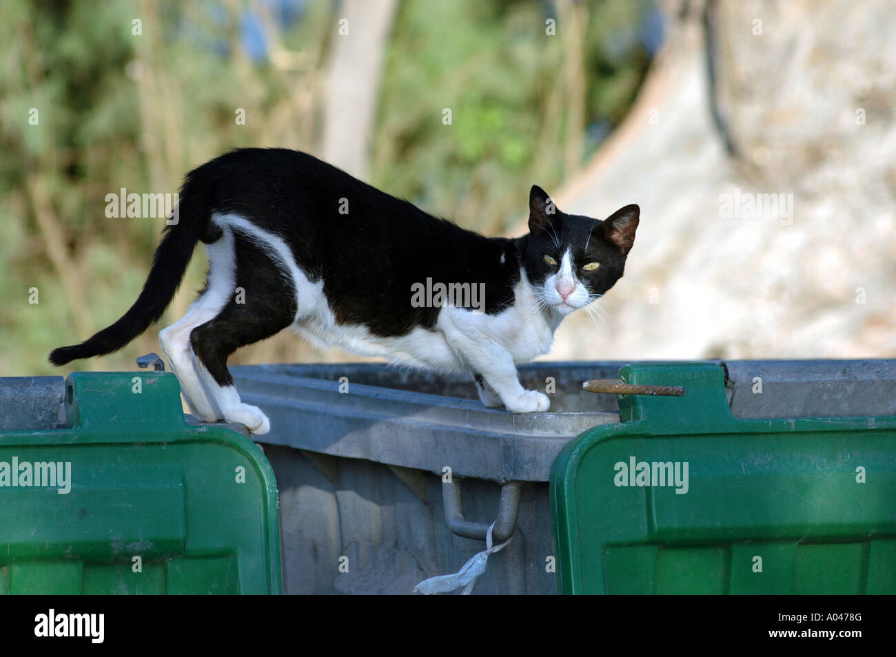 Mammals Of Crete High Resolution Stock Photography and Images - Alamy