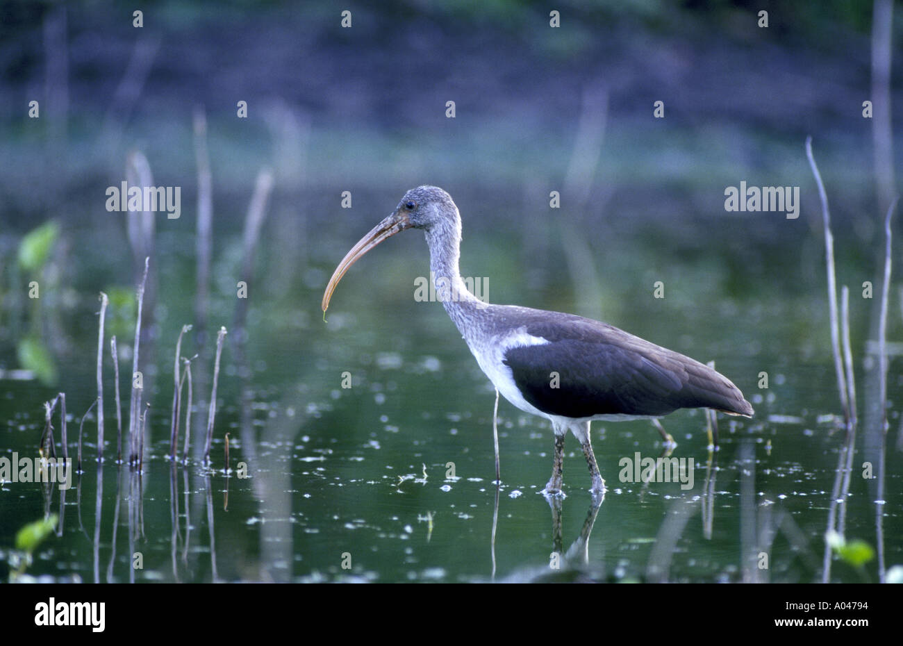 White Ibis Eudocimus albus photographed in Bee County Texas Stock Photo ...