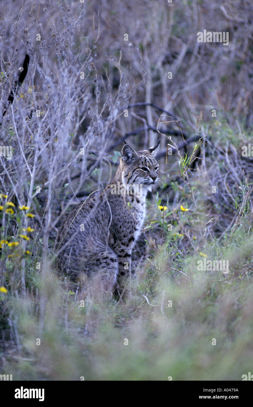 Bobcat Lynx rufus demonstrates his camouflage in South Texas brush ...