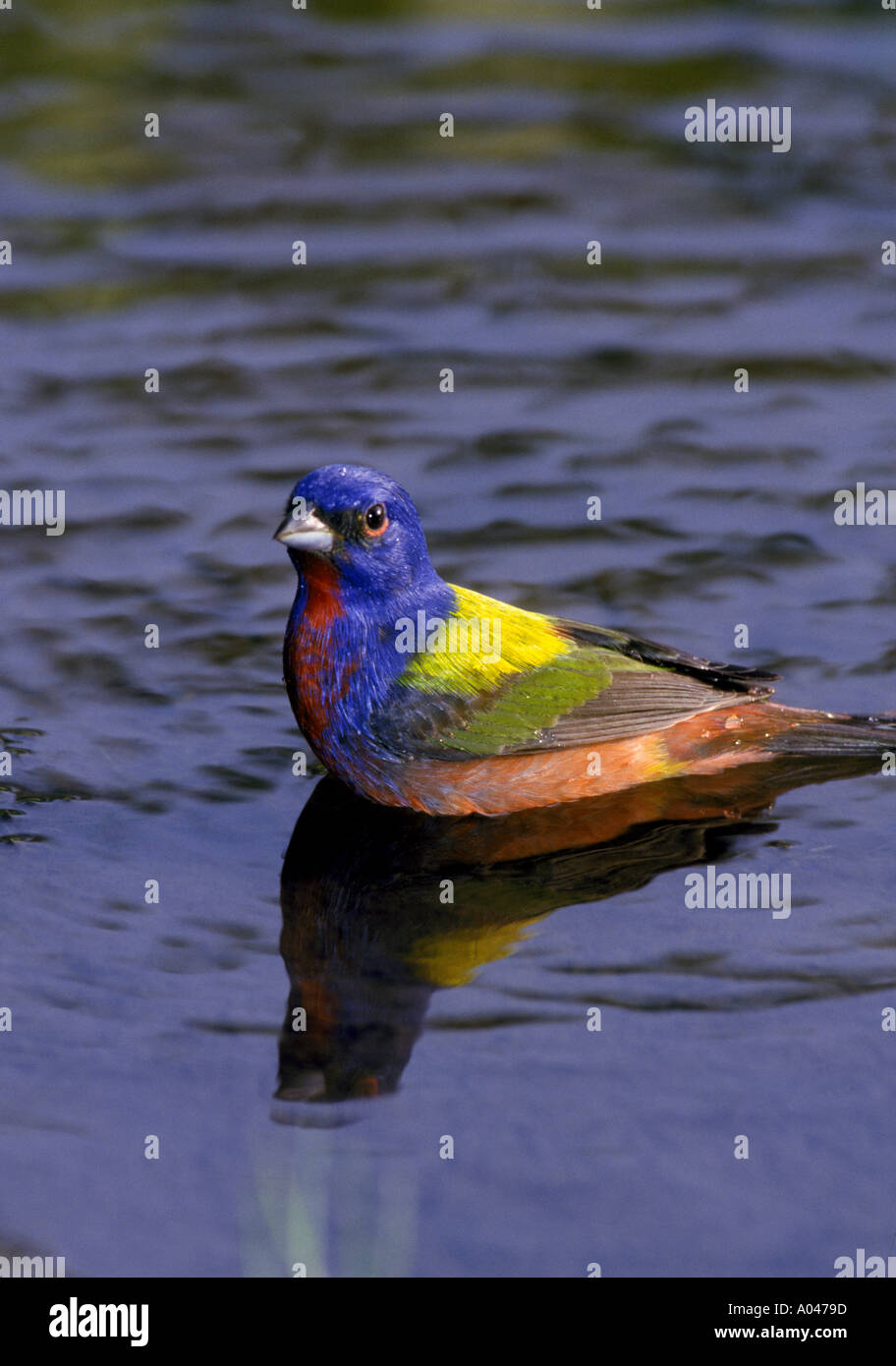 Painted Bunting Passerina ciris photographed in Bee County Texas Stock ...