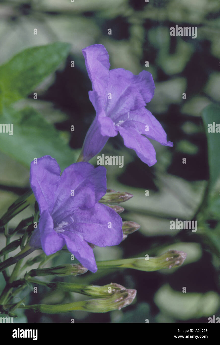 Ruellia nudiflora hi-res stock photography and images - Alamy