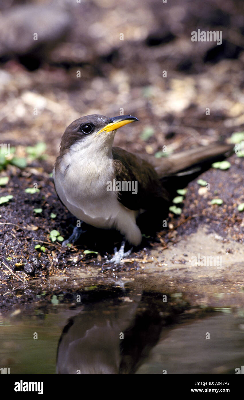 Yellow Billed Cuckoo Coccyzus americanus photographed in Bee County ...