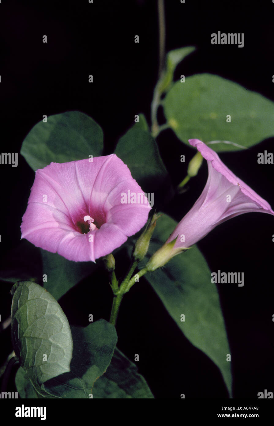 Texas bindweed hi-res stock photography and images - Alamy