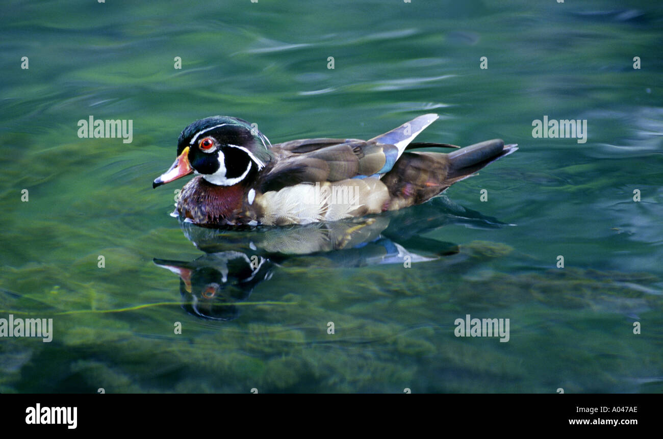 Wood Duck Aix sponsa photographed in Landa Park near New Braunfels ...