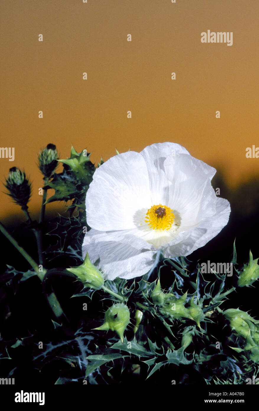White prickly poppy wildflower hi-res stock photography and images - Alamy