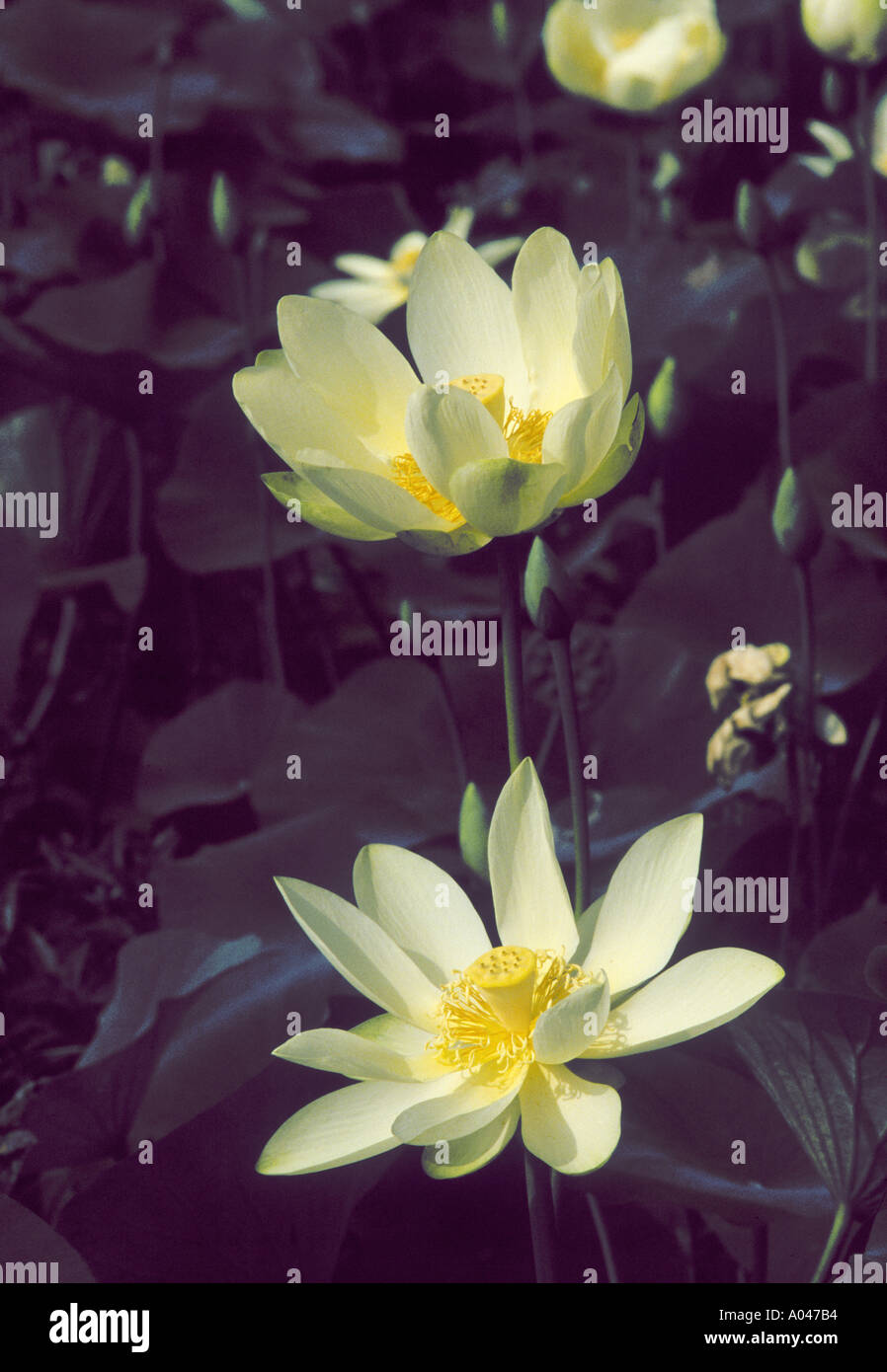 American lotus leaf hi-res stock photography and images - Alamy
