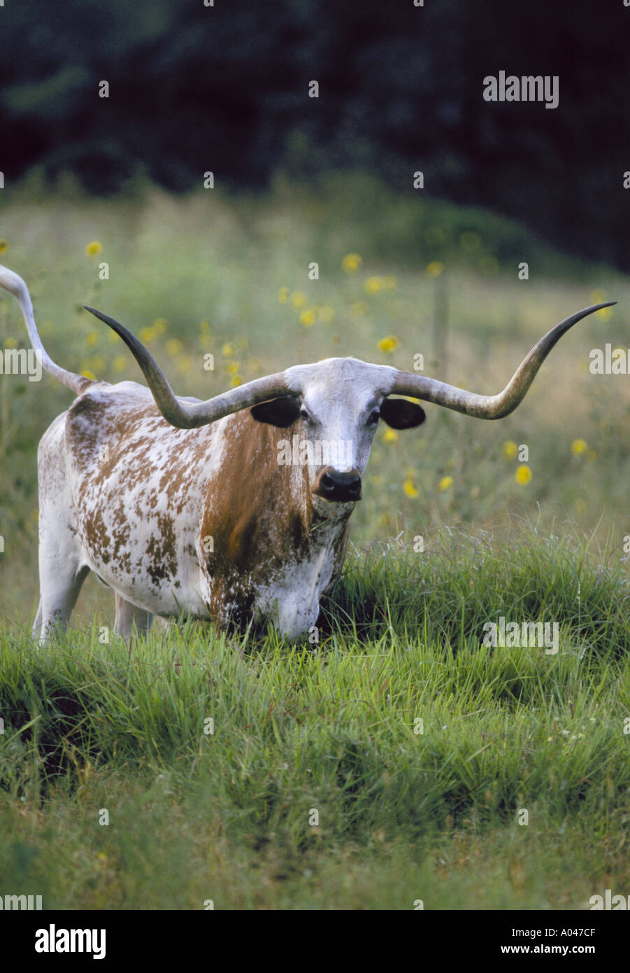 Texas Longhorn Steer Stock Photo - Alamy
