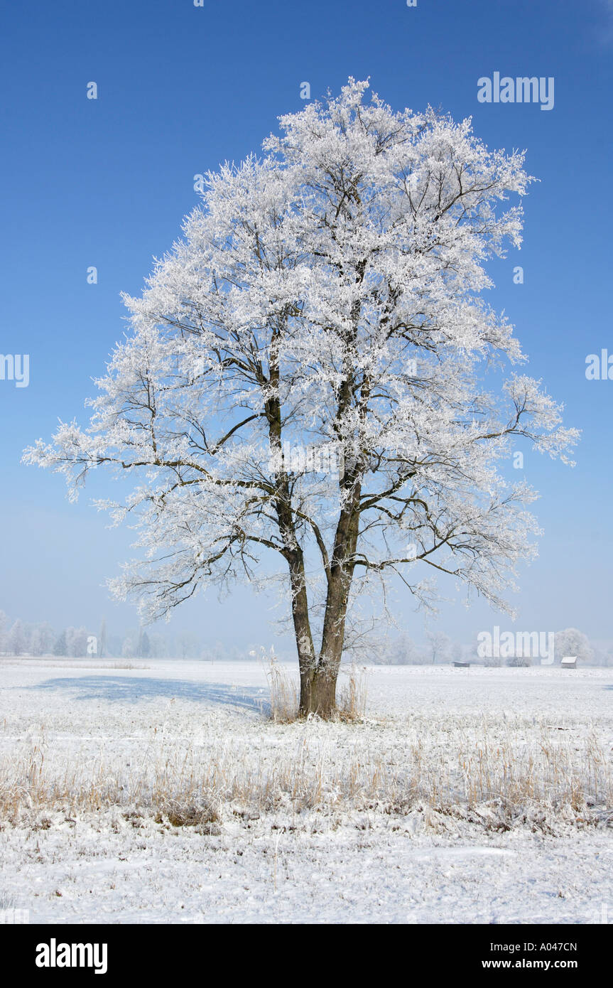 Winter landscape snow alder trees hi-res stock photography and images ...