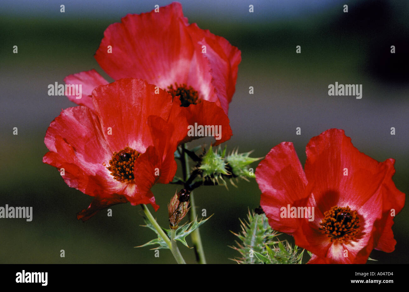 Red Rose Prickly Poppy Argemone sanguinea Stock Photo - Alamy