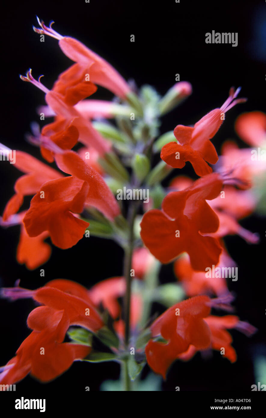 Scarlet Sage Salvia coccinea Corpus Christi state park near Mathis ...