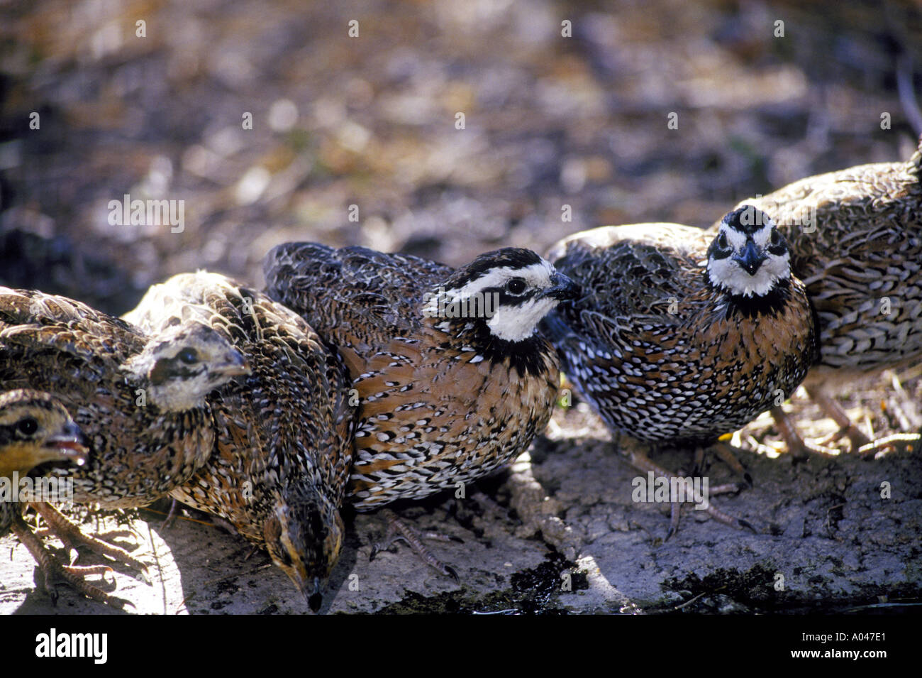Northern bobwhite quail hi-res stock photography and images - Alamy