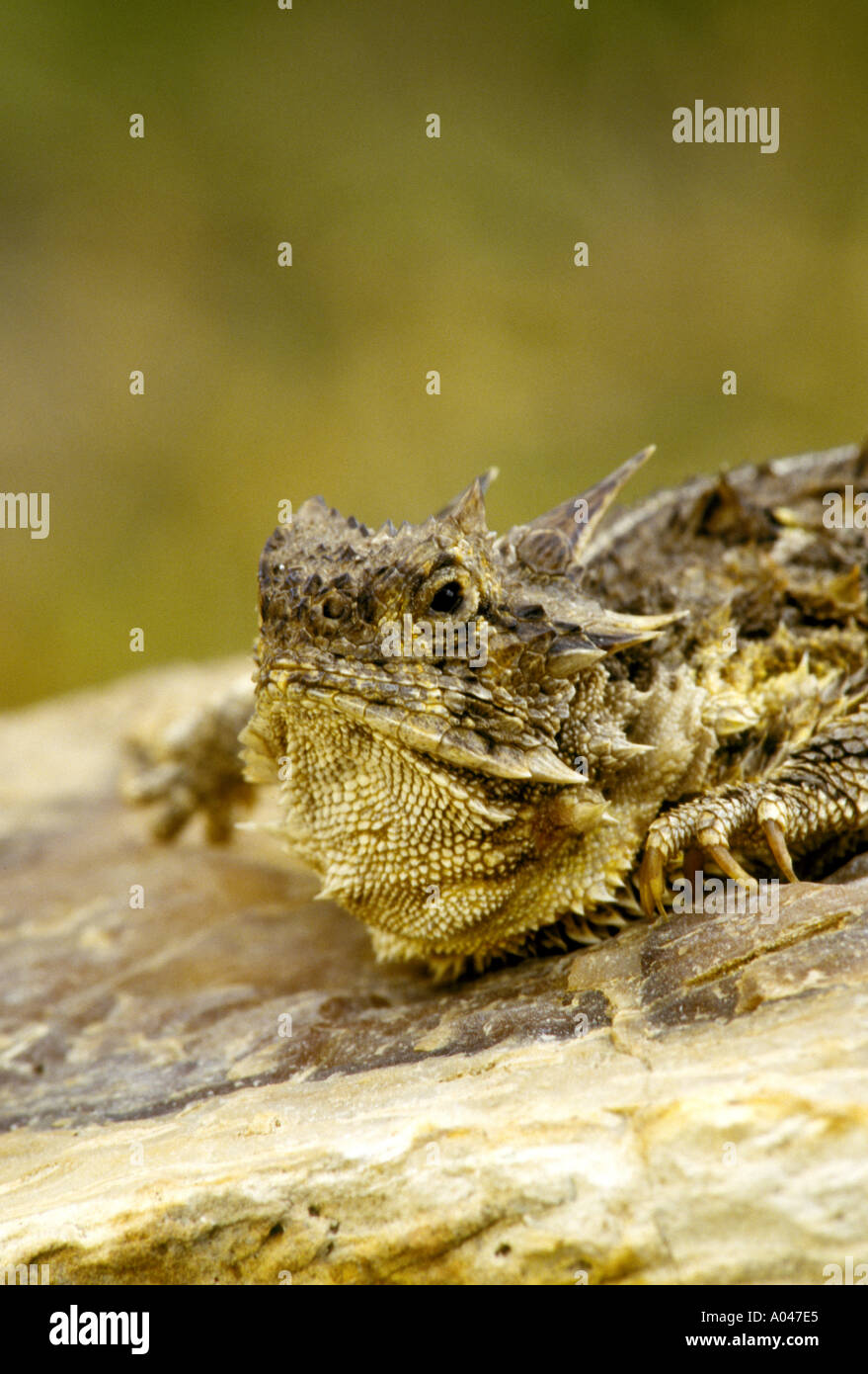Horned toad lizard hi-res stock photography and images - Alamy