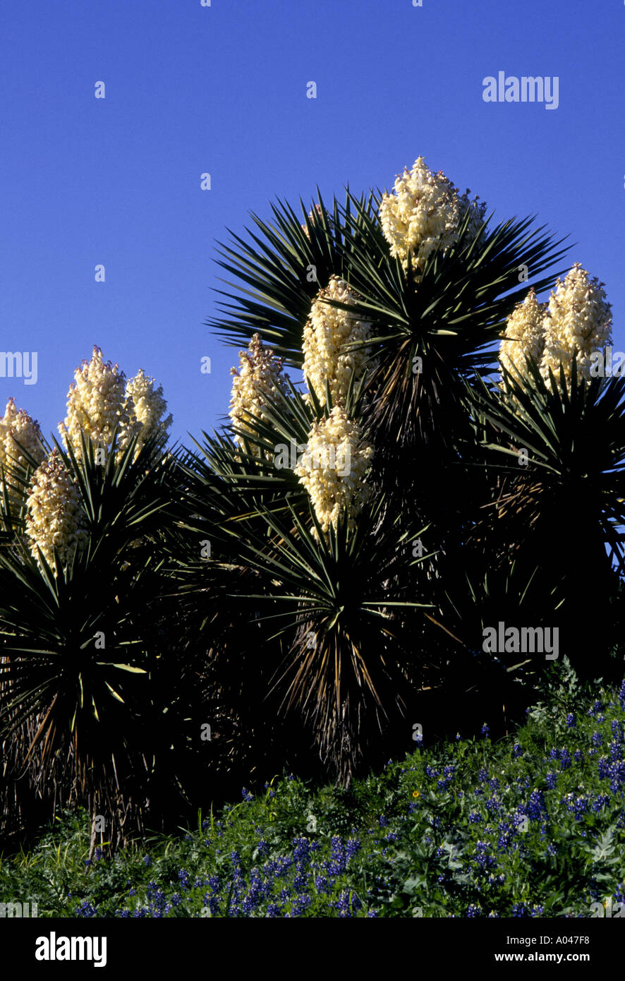 Torrey Yucca Yucca torreyi photographed north of Cuero Texas Stock ...