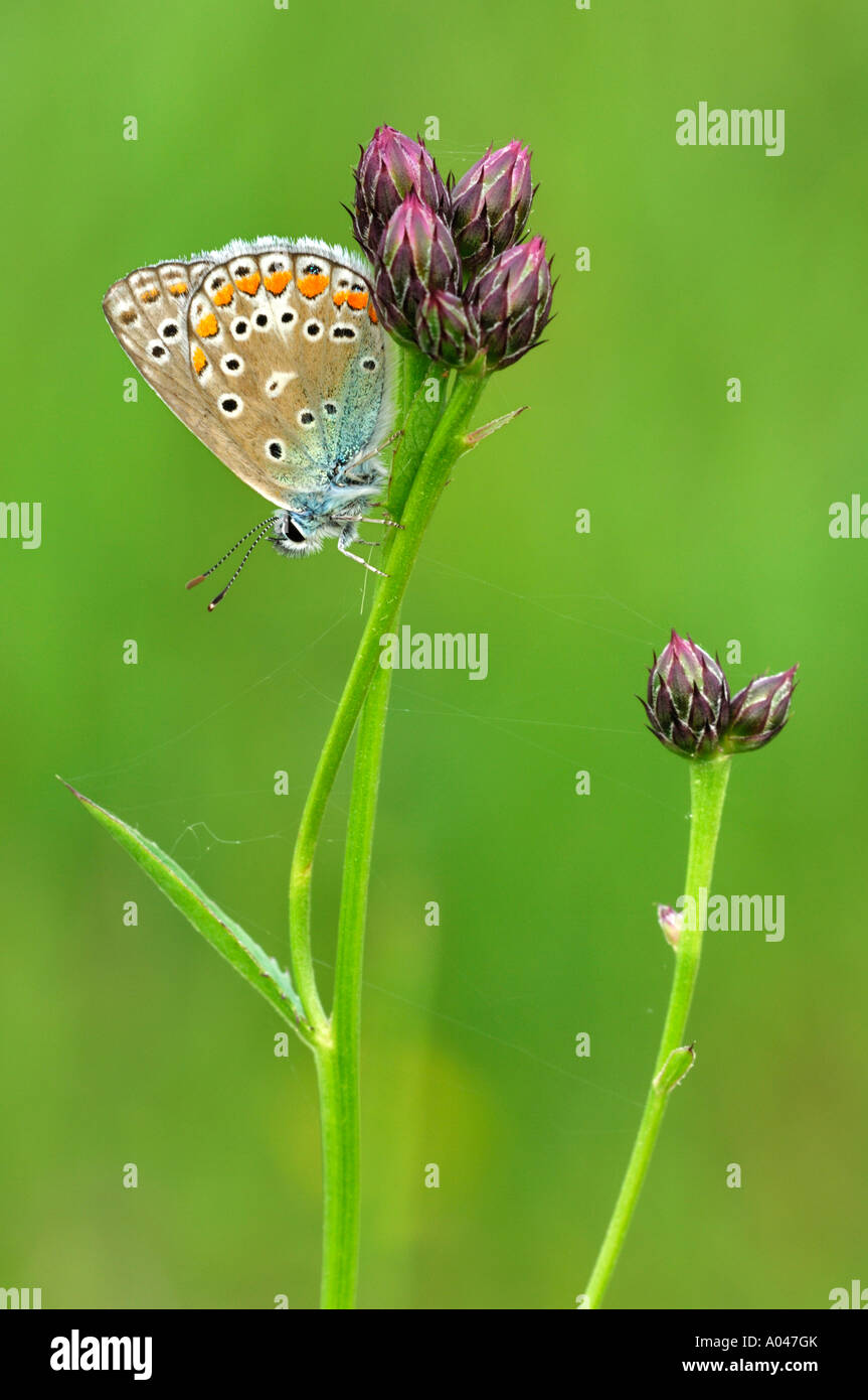 Common Blue (Polyommatus icarus Stock Photo - Alamy