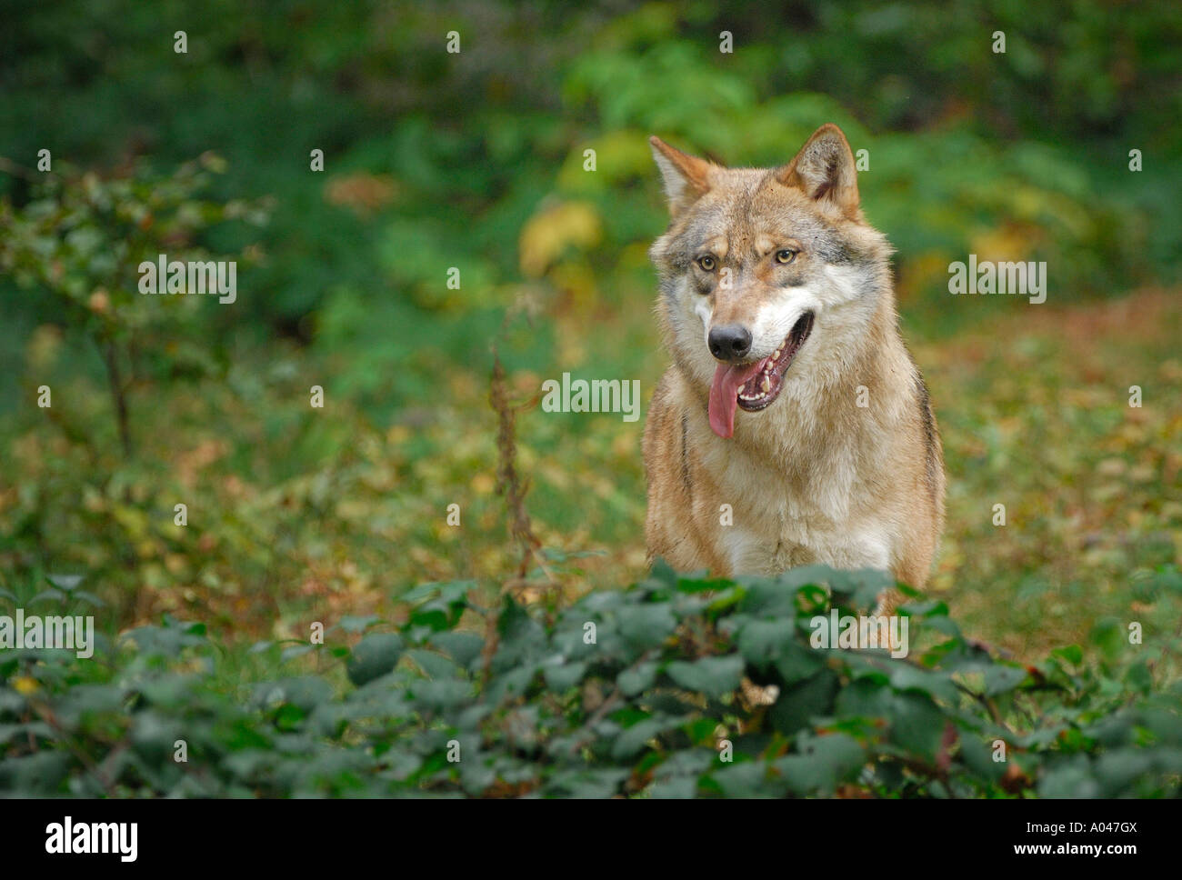 Wolf nose hi-res stock photography and images - Alamy