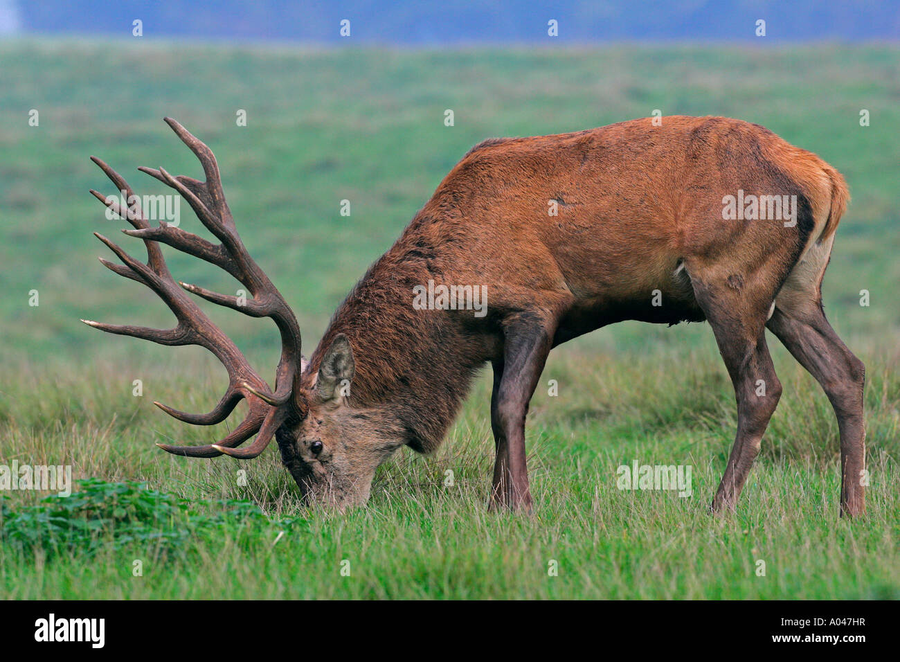 Stag male deer hi-res stock photography and images - Alamy