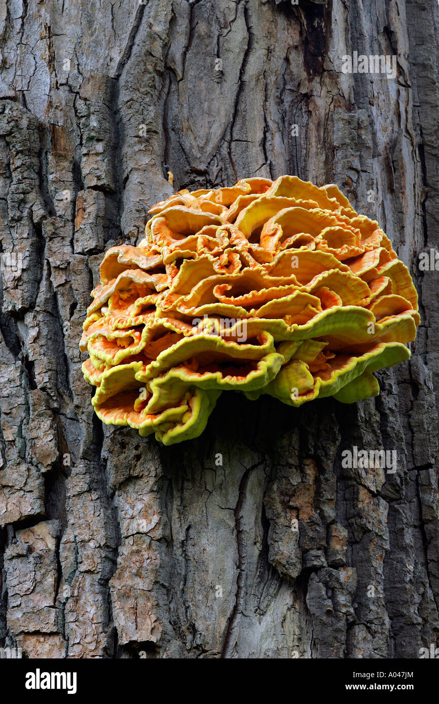 Mushrooms Sulphur Polypore (Laetiporus sulphureus Stock Photo - Alamy