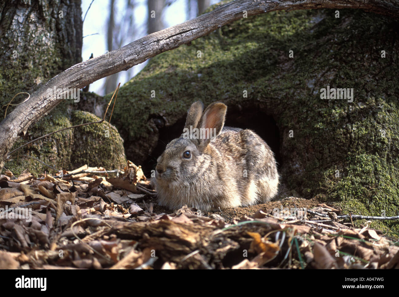 Bristly rabbits / Caprolagus brachyurus mandschuricus. Ussuriland ...