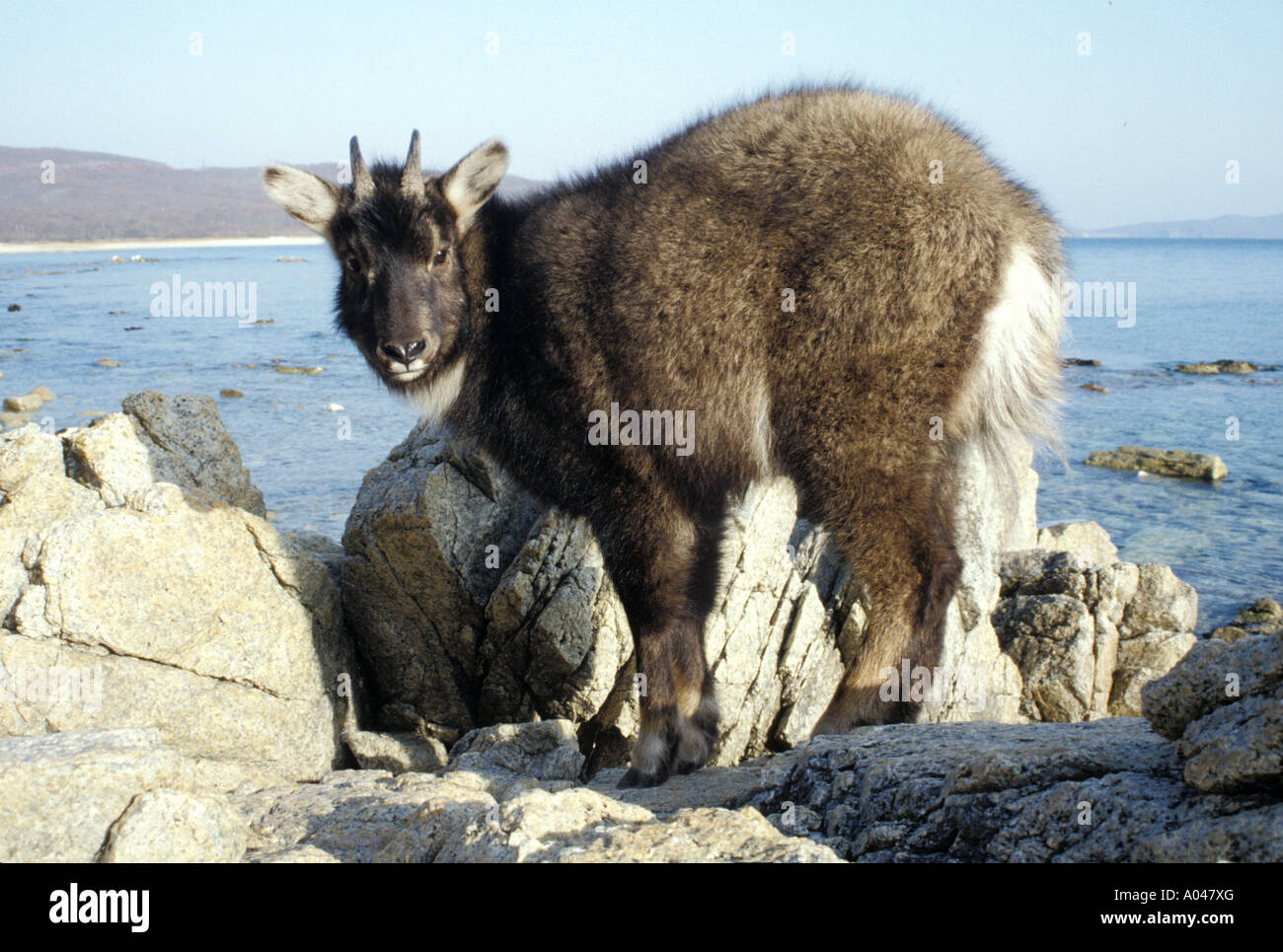 Goral animal russia hi-res stock photography and images - Alamy